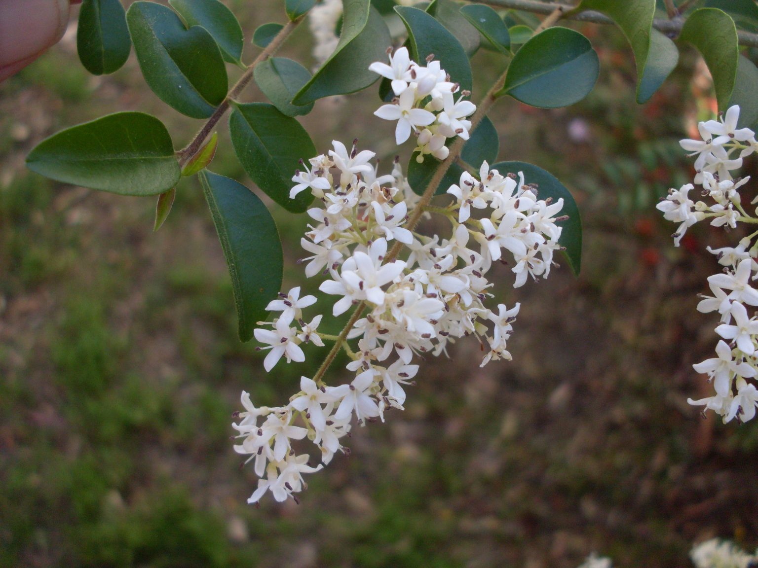 Ligustrina - Komorebi Bonsai