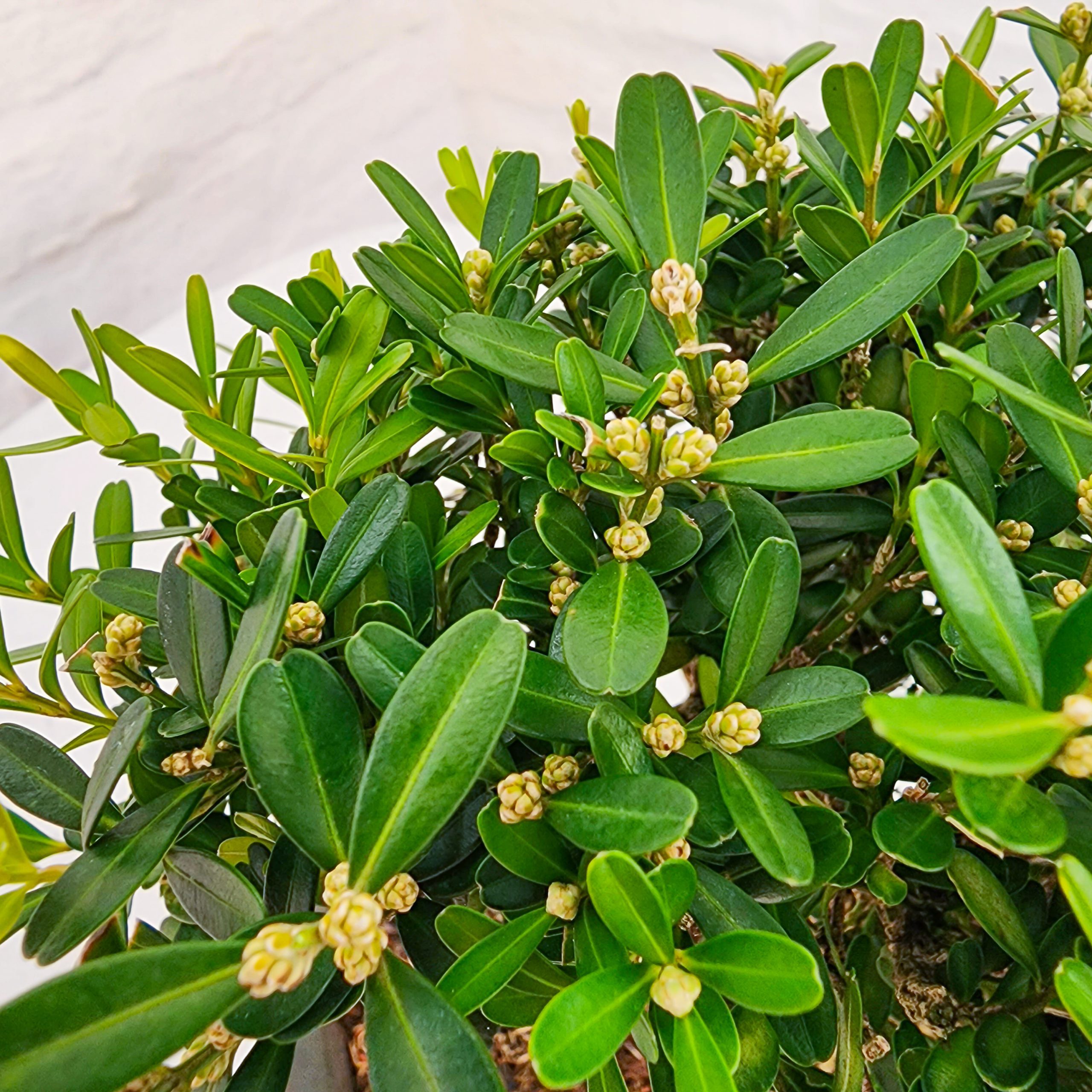 Buxus Harlandii – 7,5 años - Komorebi Bonsai